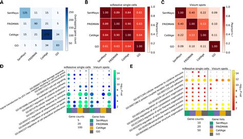 Recovering Single Cell Expression Profiles From Spatial Transcriptomics With Scresolve Cell