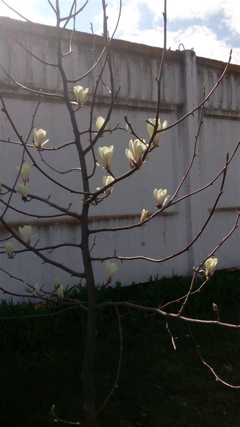 Квіткове диво в СНАУ Висаджена 5 років назад унікальна рослина для нашого регіону Магнолія