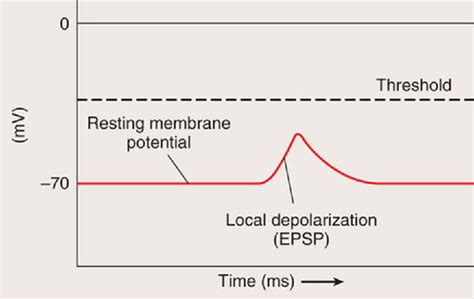 Summation And Importance Of Synapses Flashcards Quizlet