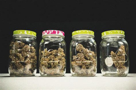 Do Si Dos Automatic Grow Report Royal Queen Seeds