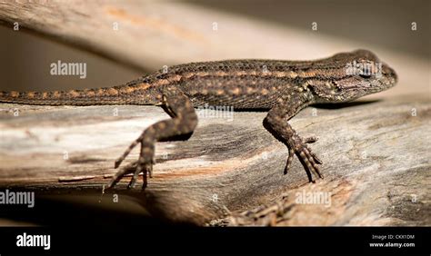 Aug 24 2012 Glide Oregon Us A Small Western Fence Lizard Basks