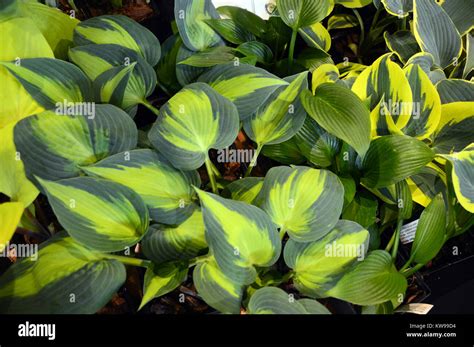 The Variegated Ribbed Leaves Of The Hosta Catherine On Display At The