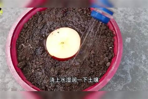 坏掉的苹果不要扔，教你用它种苹果树，你“学废”了吗？