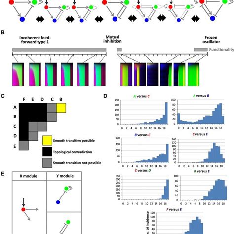 ͑ Color Online ͒ Anterior And Posterior Gradients For The Setting Of Download Scientific