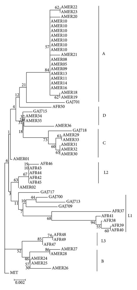 Nj Phylotree Bootstrapped With 10 000 Replicates Download Scientific Diagram