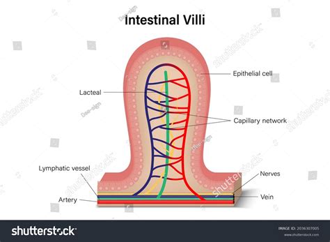 Intestinal Villus Cross Section Anatomy Intestinal Stock Vector