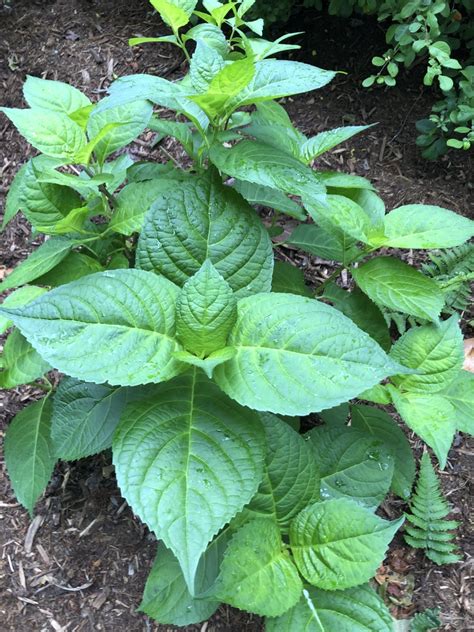 Hydrangea Macrophylla Bigleaf Hydrangea French Hydrangea Hortensia