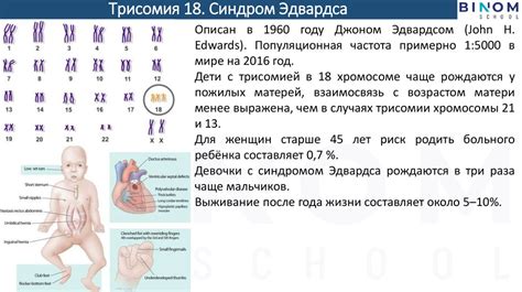 Хромосомы Количество хромосом у разных видов организмов презентация онлайн
