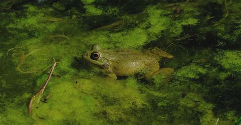 Serene Green Frog On Algae Covered Pond Free Stock Video Footage
