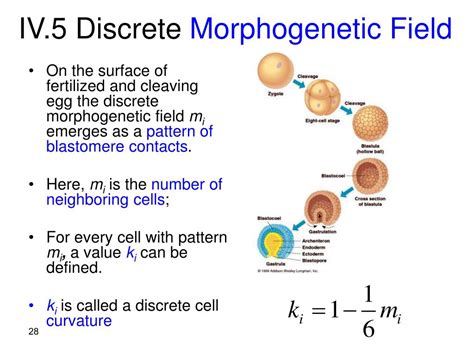 Ppt Topological Models In Developmental And Evolutionary Biology