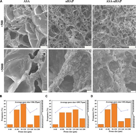 Frontiers Corrigendum Osteogenic And Anti Inflammatory Effect Of The Multifunctional Bionic