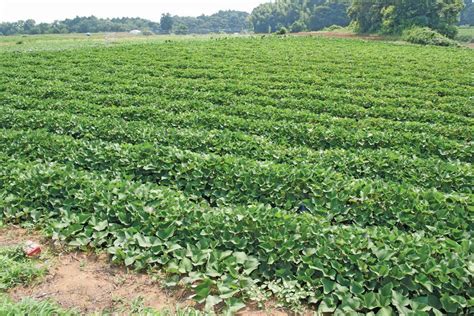 Using Nematodes For Biological Control Of Crop Pests Farmers Weekly