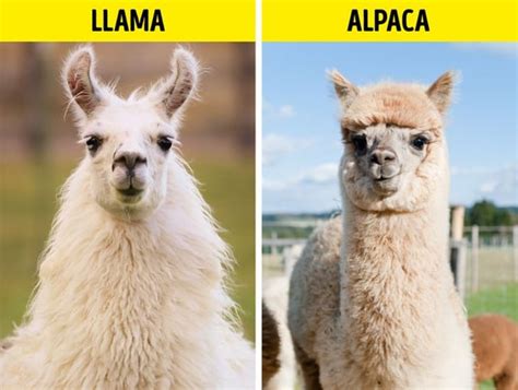 Difference Between Llama And Alpaca Rdifferr