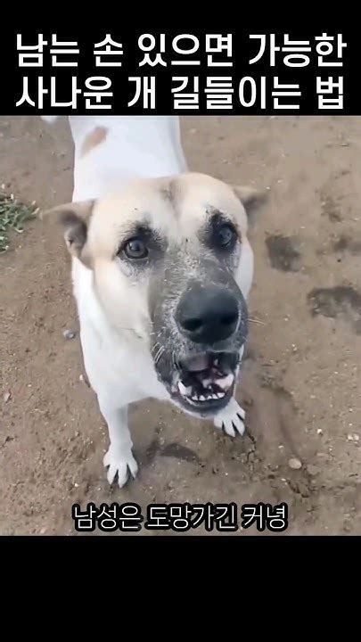 남는 손 있으면 가능한 사나운 개 길들이는 빙법 Youtube