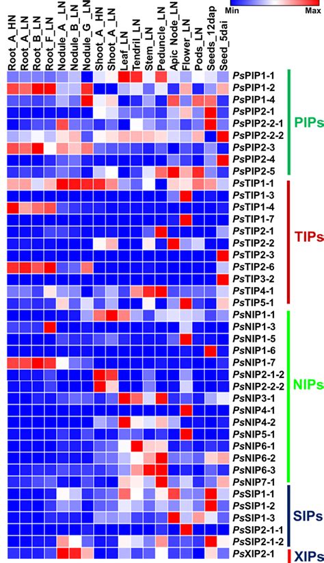Heatmap Analysis Of The Expression Of Pea Aqp Gene Expressions In