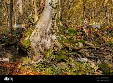 Exposed Tree Root System Hi Res Stock Photography And Images Alamy