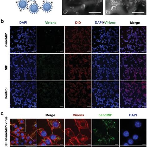Viral Aggregation Induced By Nanomip A Schematic Of Formation Of