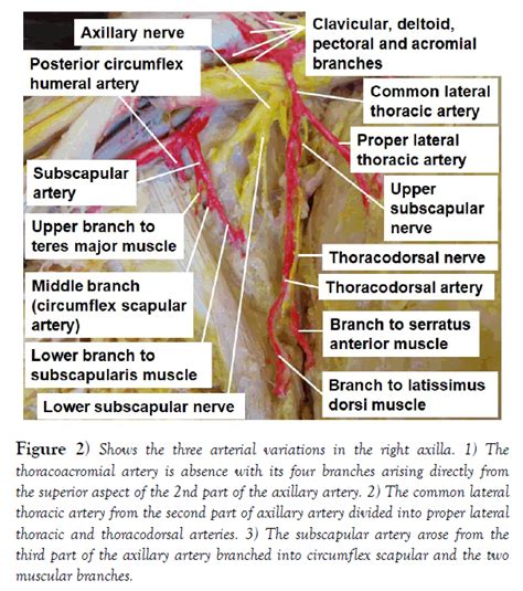 Lateral Thoracic Artery