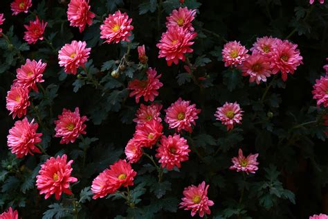 Cewekcantikmuluspink Photos Download The Best Free Cewekcantik