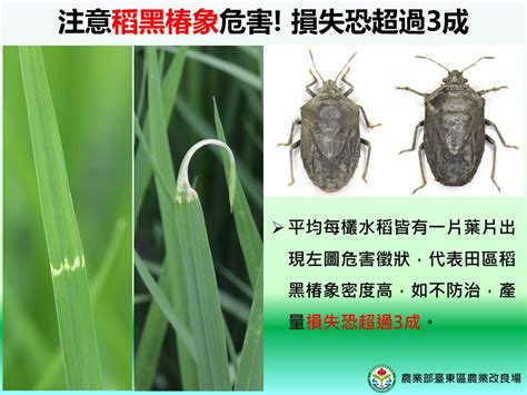 黑椿象池上現蹤 台東農改場提醒農友注意危害狀及時防治