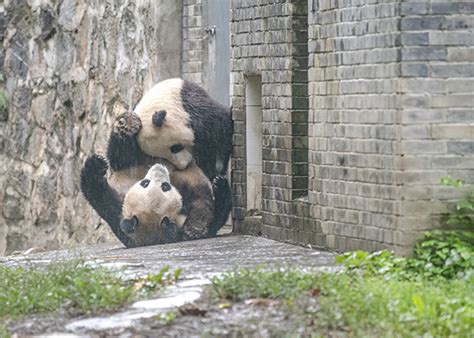 大熊猫全球圈养总数达673只野生大熊猫1864只 绿政公署 澎湃新闻 The Paper