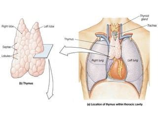 Ppt On Thymus Ppt