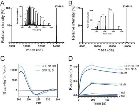 A Deconvoluted Mass Spectrum And Esi Mass Spectrum Inset Of Unfolded Download Scientific