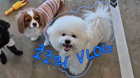 Vlog 코코의 하루 애견 유치원 브이로그 니블유치원 Youtube