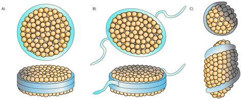 The Different Suggested Nanodisc And Hdl Model Structures Shown From Download Scientific