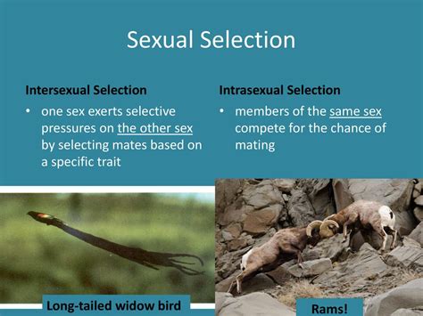 What Is Evolution Changing Ppt Download