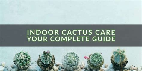 10 Tips For Indoor Cactus Care [must Read] Indoor Gardening