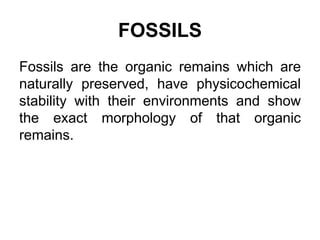 Fossils Fossilization Ppt