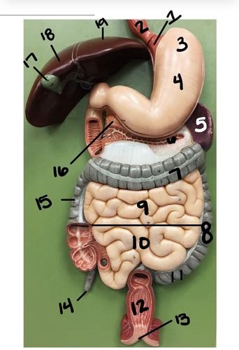 Digestive Lab Flashcards Quizlet