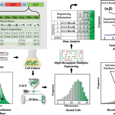 sort seq for massively parallel measure of protein variability a eight