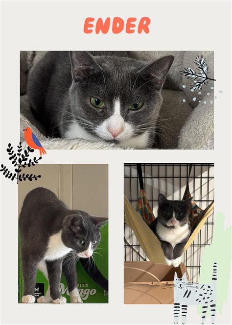 Joy Meet Ender Ender Is Looking For Her Forever Home She Is The Sister Of Ellis Who You Met