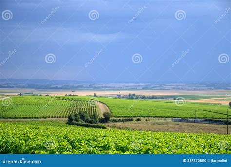 Vineyards Of Pouilly Fume Appellation Making Of Dry White Wine From
