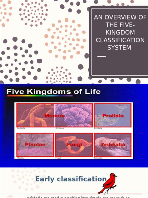 2five Kingdom Classification System Pdf