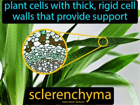 Sclerenchyma Easy Science Plant Cell Easy Science Medical Babe Essentials