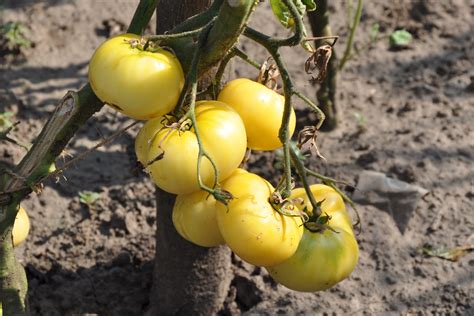 Насіння томату Язон Pomidorki