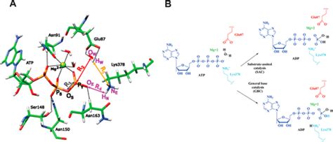 Atp Hydrolysis Mechanism