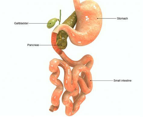 What Is Ercp And What Are The Procedures Benefits Gidoc Cape Town