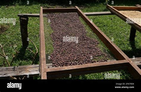 Sun Drying Cocoa Beans Stock Videos Footage HD And K Video Clips Alamy