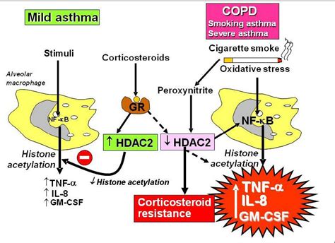 Inhaled Corticosteroids