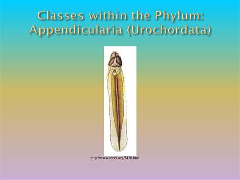 Ppt Invertebrate Chordates Powerpoint Presentation Free Download