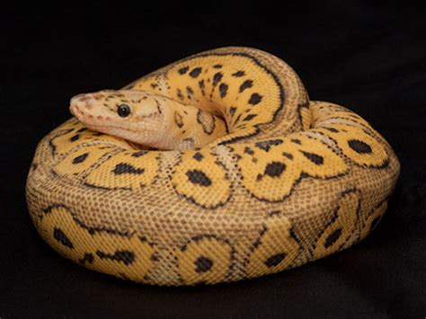 Morph List World Of Ball Pythons