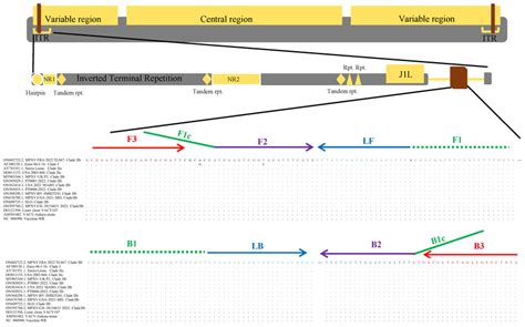Lamp Primer Design Schematic Showing Location Of Primer Recognition Download Scientific