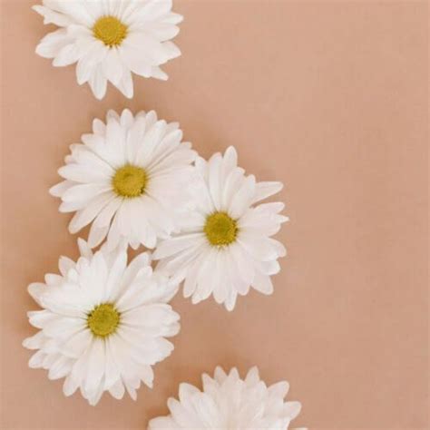 Will Chamomile Tea Help You Sleep The Night Away