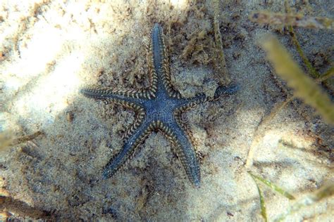 Underwater Image Of Mediterranean Sand Sea Star Stock Image Image Of