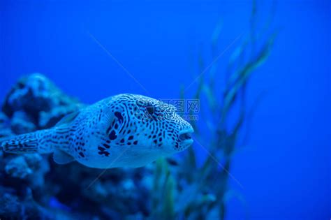 从海洋水族馆的不高清图片下载 正版图片505267789 摄图网