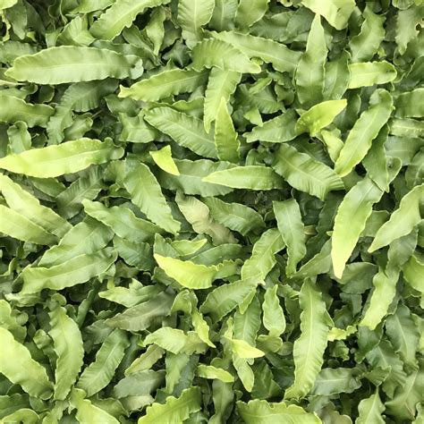 Asplenium Scolopendrium Undulata Harts Tongue Fern 35 Pot